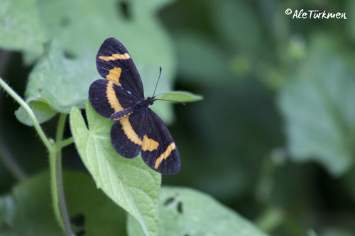 Elfoid (Microtia elvira) · iNaturalist United Kingdom