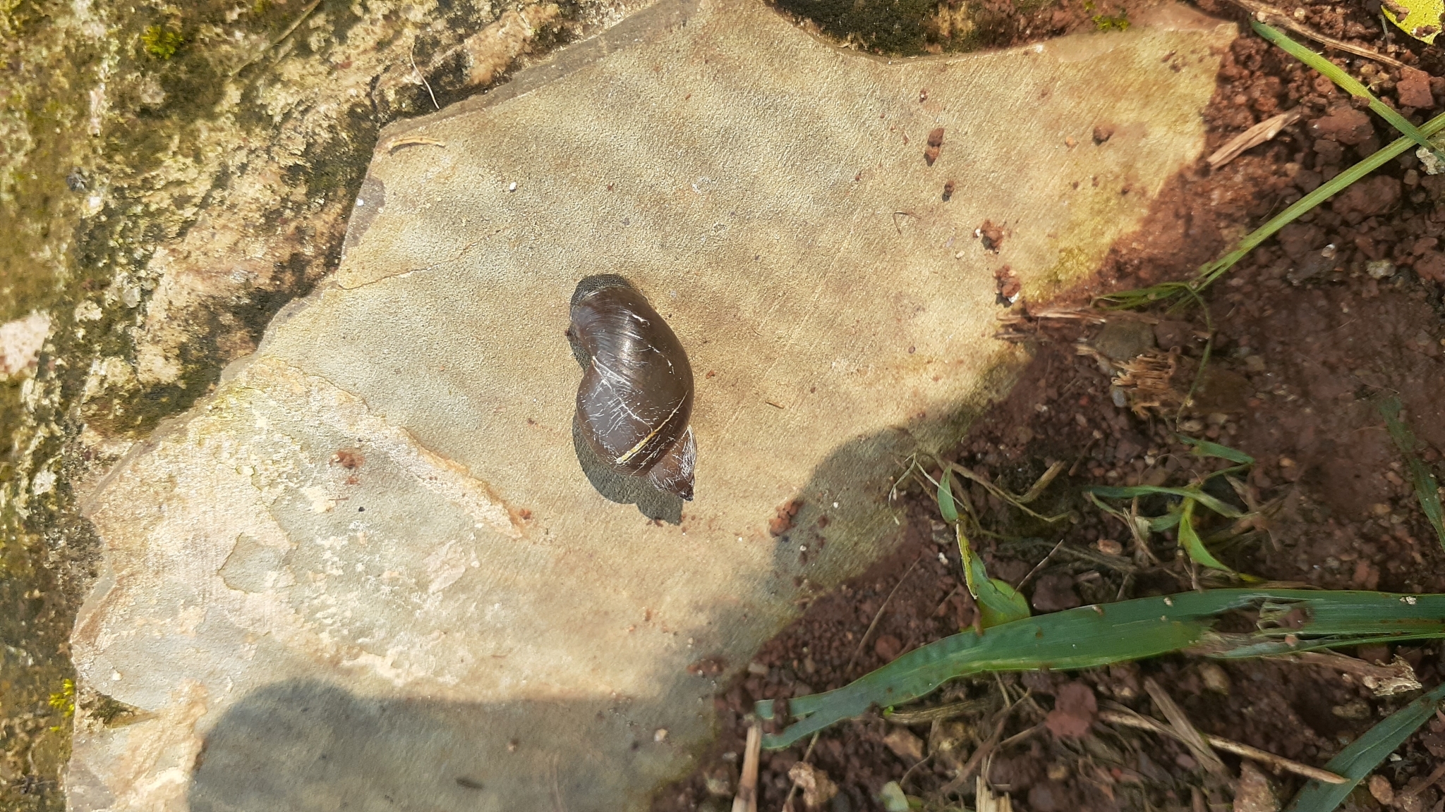 Radix rubiginosa (Michelin, 1831)