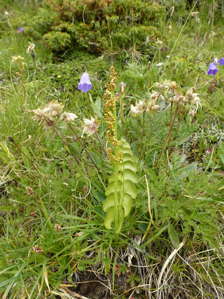 common moonwort from 3961 Ayer, Zwitserland on August 19, 2014 at 01:45 ...