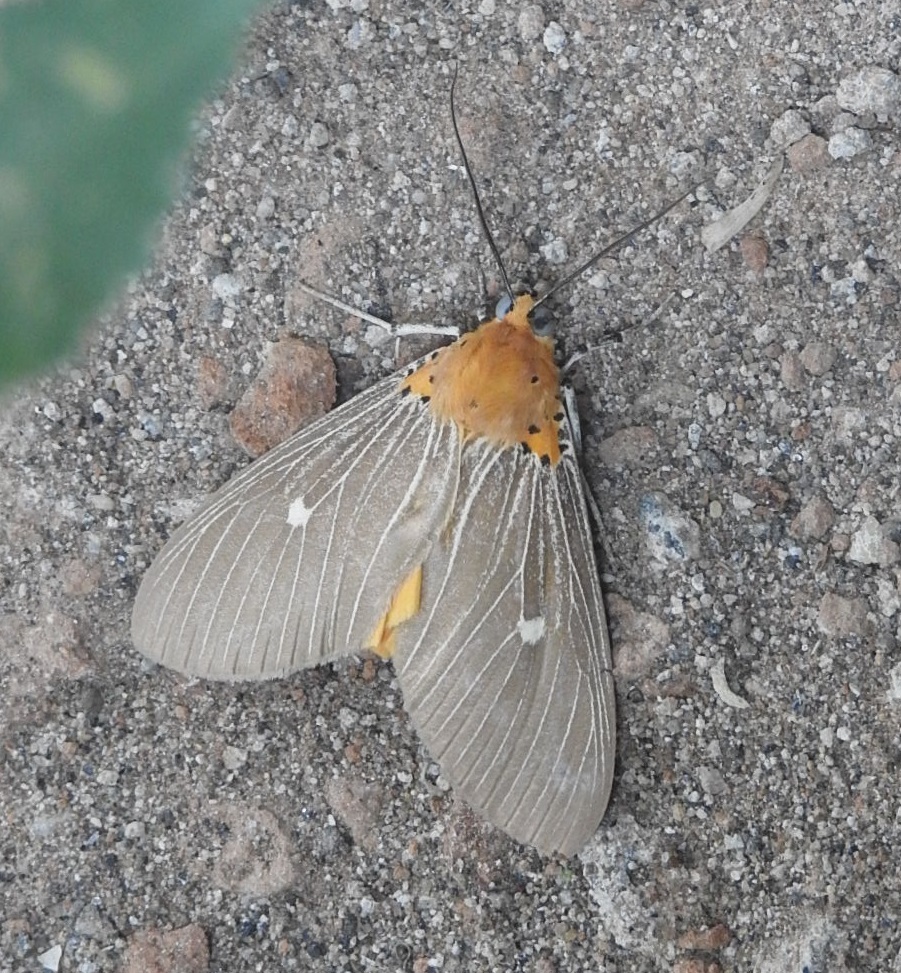 Tropical Tiger Moth from Ngawi Regency, East Java, Indonesia on ...
