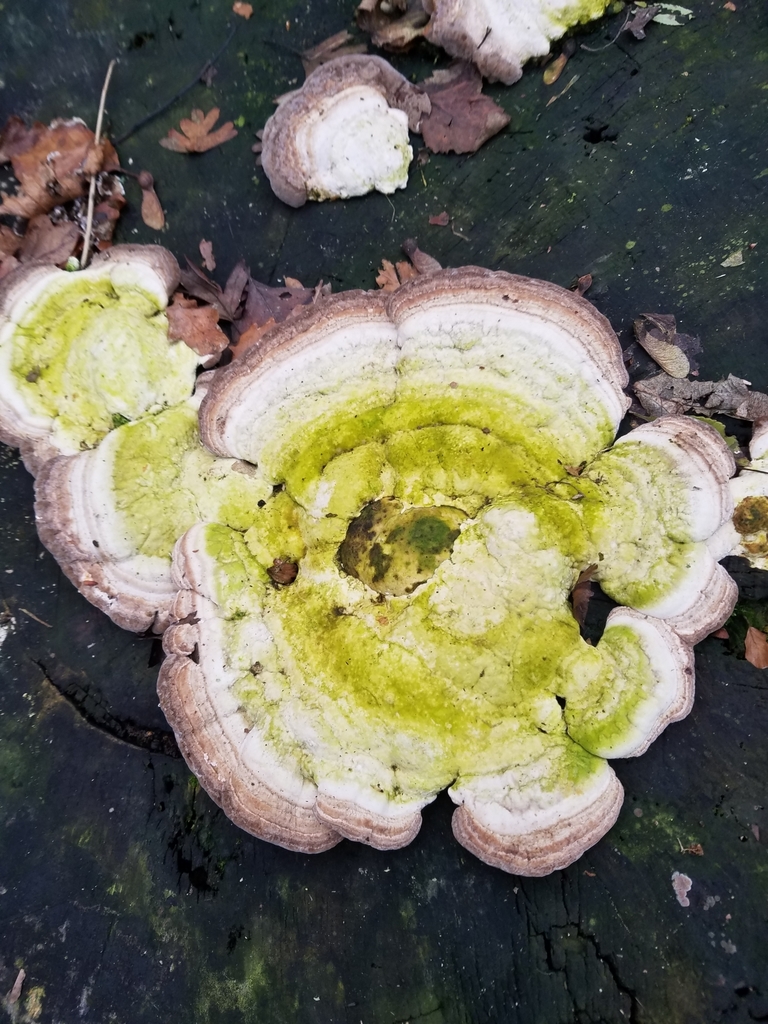 white maze polypore from Halesowen B62 8QF, UK on November 21, 2020 at ...