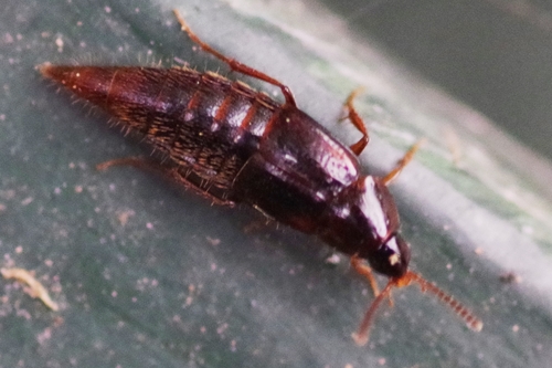 Mycetoporus rufescens · iNaturalist