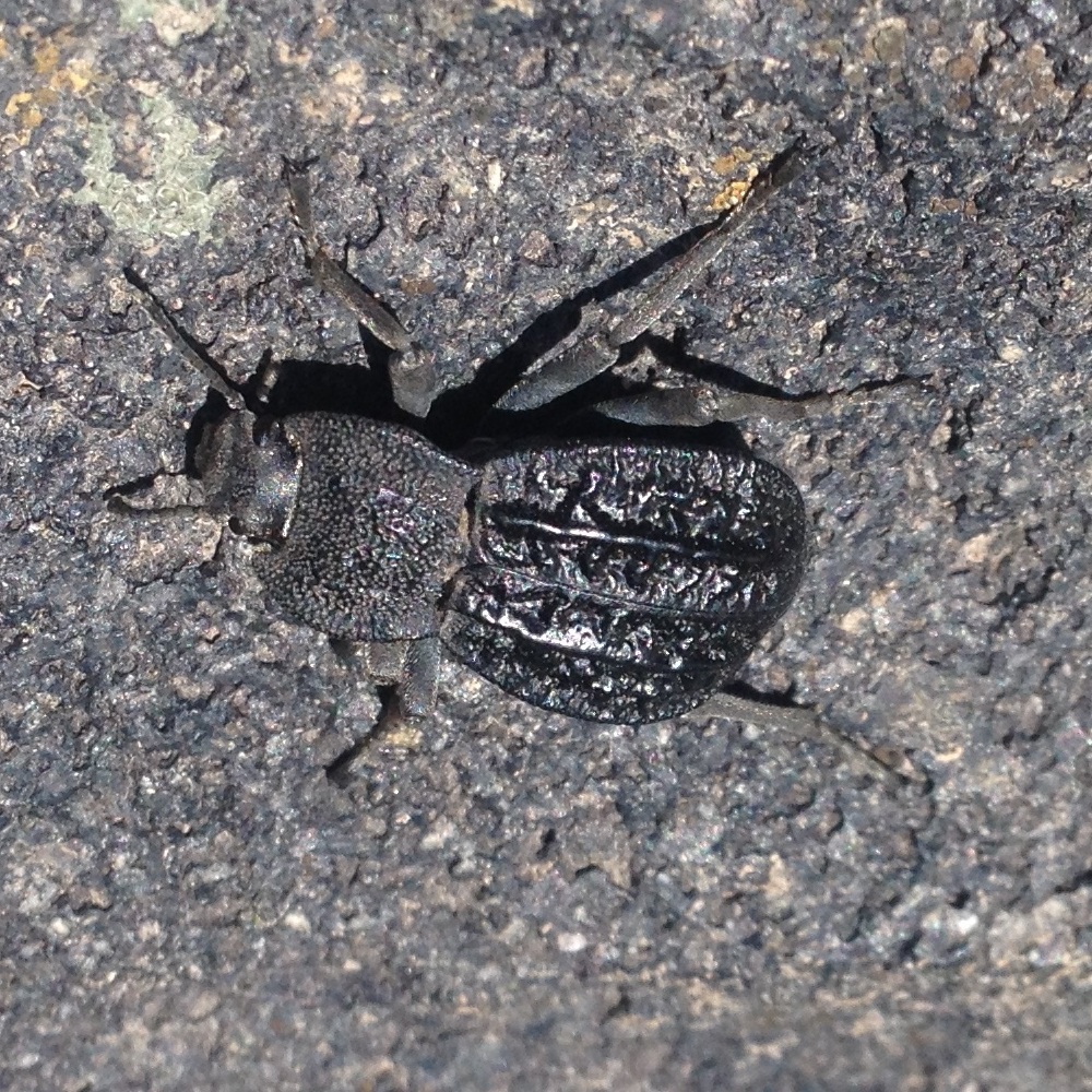 Stenomorpha clathrata from Tianguismanalco, Pue., México on September 16, 2017 at 02:06 PM by ...