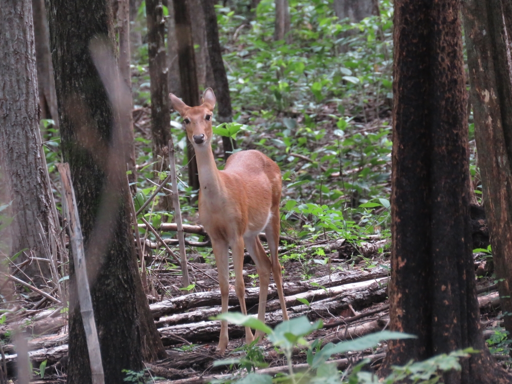 Burmese brow-antlered deer in June 2015 by robbythai. Female · iNaturalist