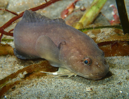 Slipskin Snailfish (Liparis fucensis) · iNaturalist