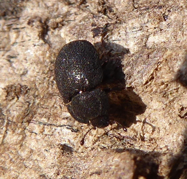 Notiophygus from Westdene, Benoni, 1501, South Africa on August 31 ...