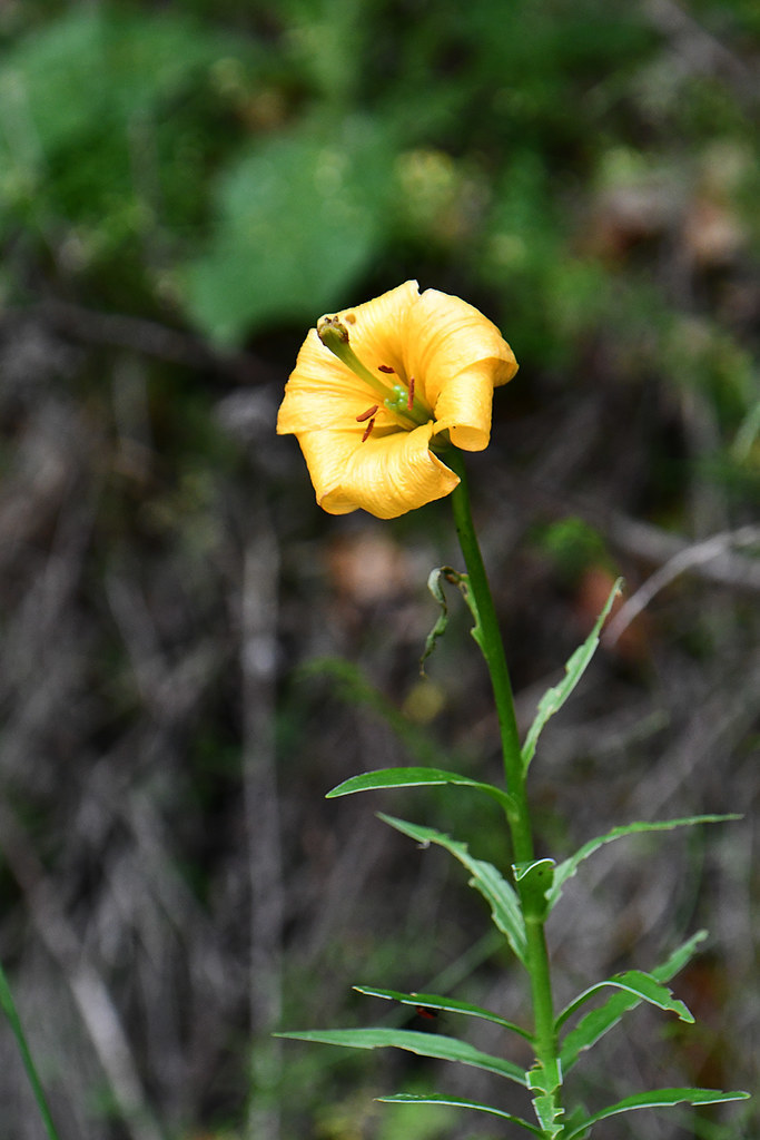 (Liriotypus) - Botanical Realm
