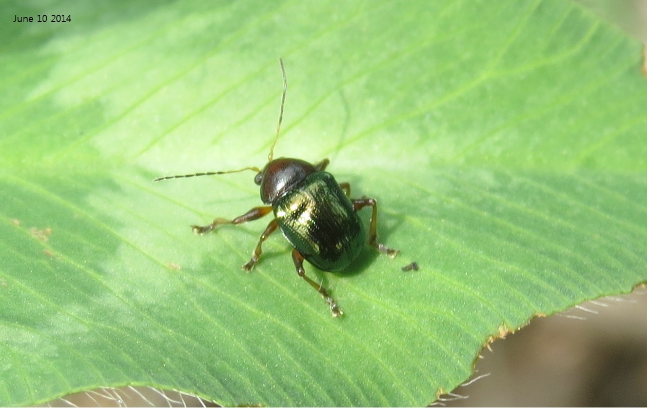Dactylispa fulvipes (Motschulsky, 1861)