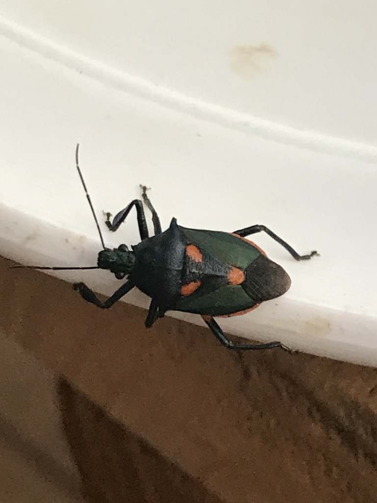Florida Predatory Stink Bug from Clearwater Dr, Brentwood, TN, US on ...