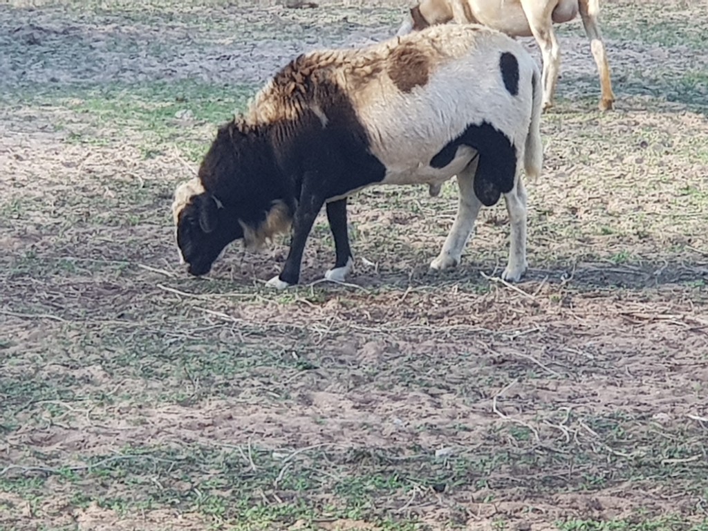 Goats and Sheep from Cabo Rojo, PR on November 21, 2020 at 03:56 PM by ...
