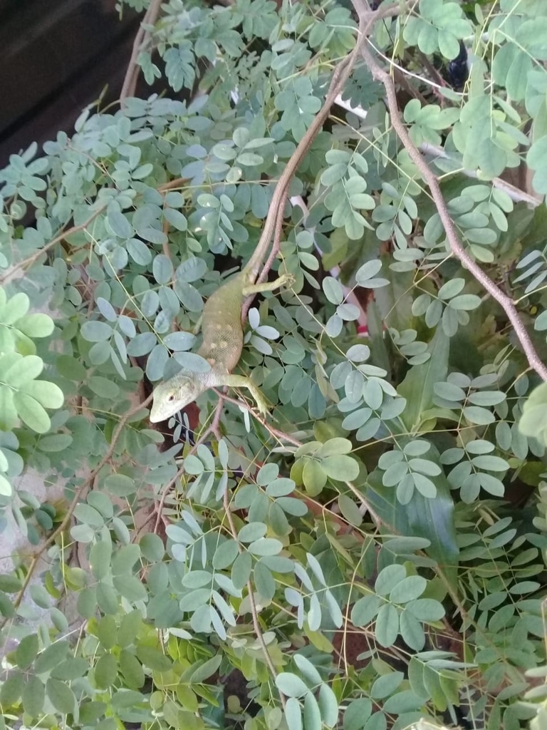 Audubon's Multicolored Lizard from Guaracara Tabaquite Road, Trinidad ...