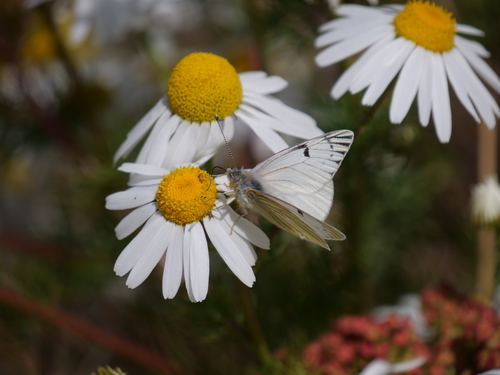 Subspecies Phulia mercedis sterodice · iNaturalist