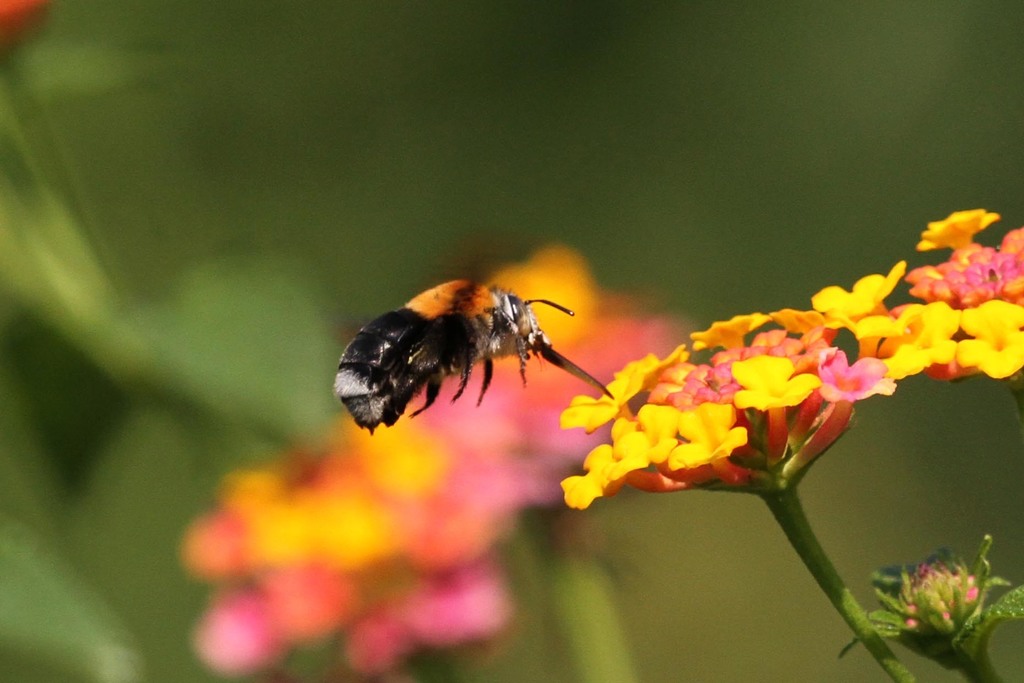 Banded Digger Bee Amegilla acraensis (Bees in a Constantia Hills garden ...