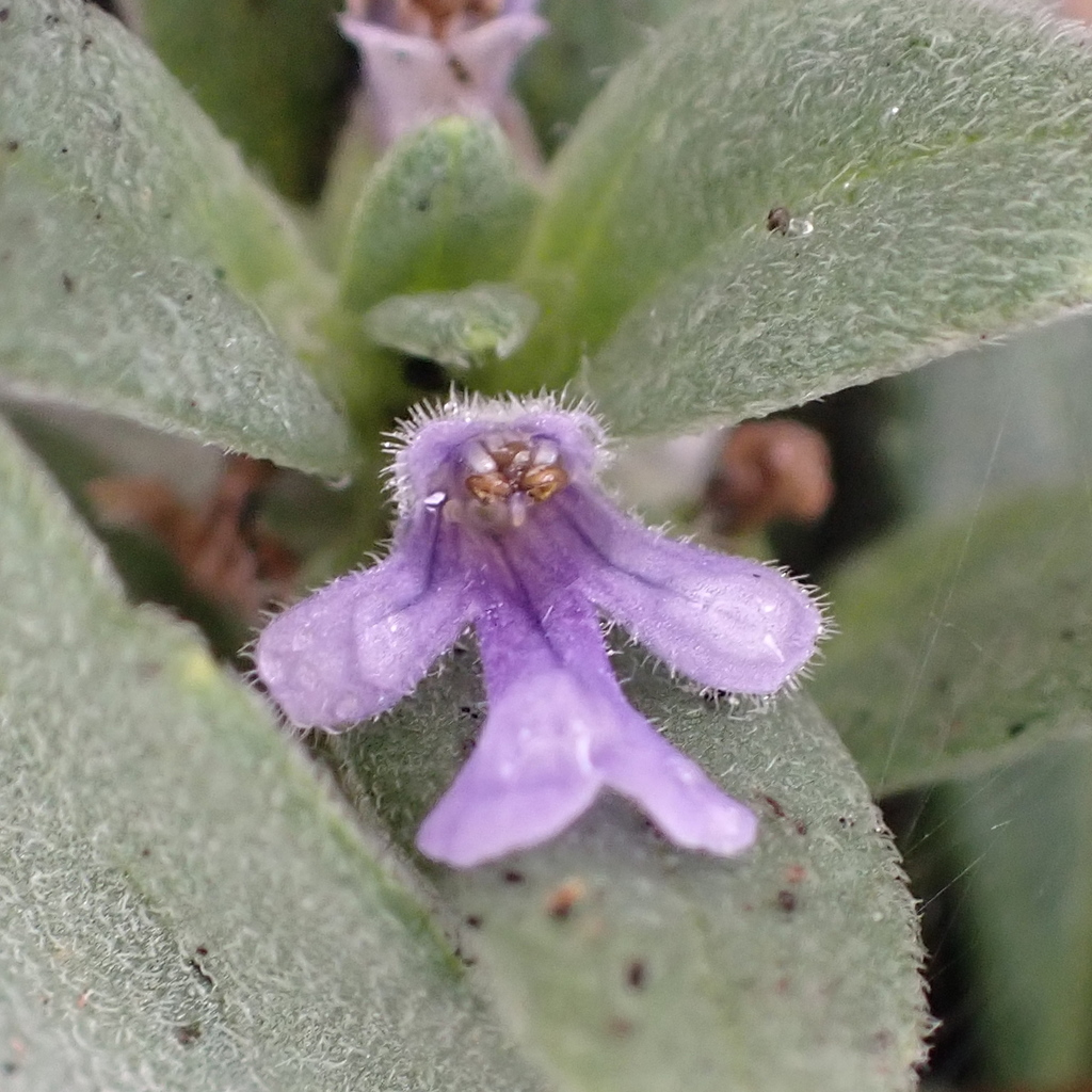 Austral Bugle (Ajuga australis) - Botanical Realm