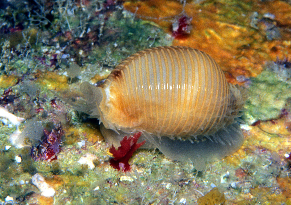 Children's Cowry from Kwajalein Atoll, RMI, seaward reef between ...