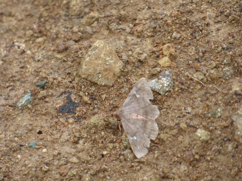 Azeta melanea · iNaturalist