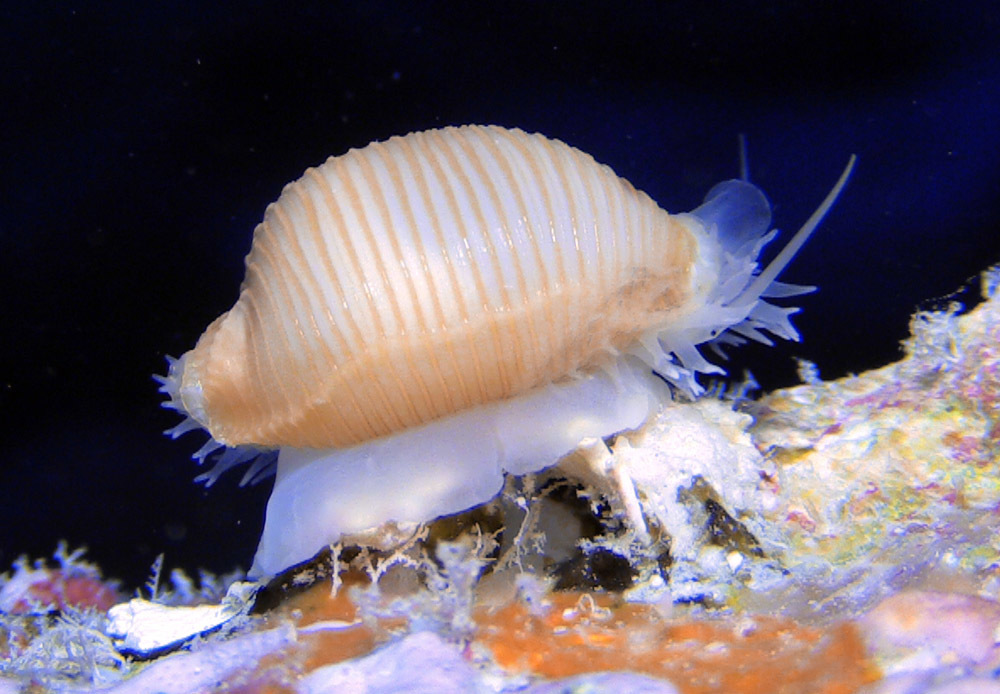 Children's Cowry from Kwajalein Atoll, RMI, seaward reef between ...