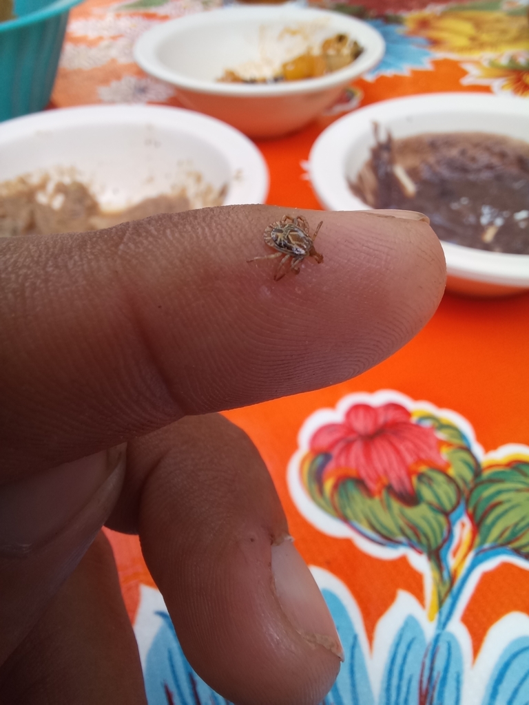 Bont Ticks from Tekax, Yuc., México on November 21, 2020 at 03:29 PM by ...