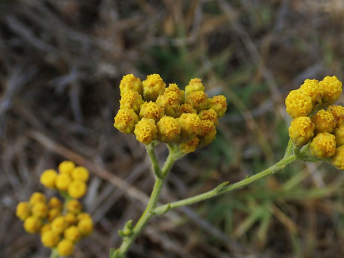 Tanacetum annuum · iNaturalist