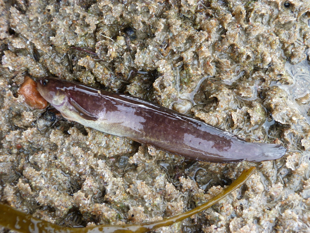 Five-bearded Rockling (Devon Rockpool Life) · iNaturalist