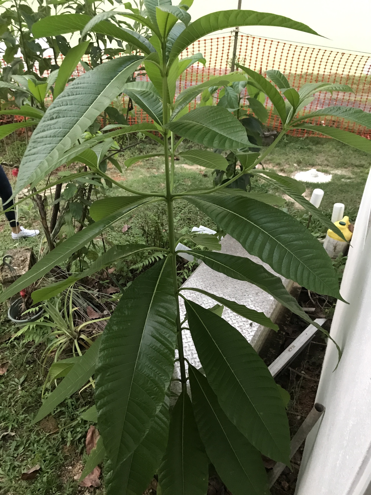 Alstonia macrophylla Wall. ex G.Don