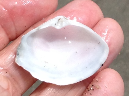 Hemphill Surfclam (China Cove Organisms) · iNaturalist