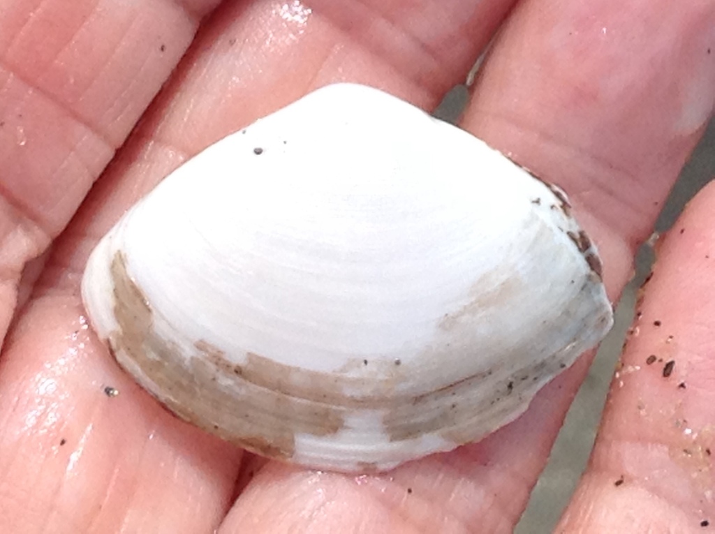 Hemphill Surfclam (China Cove Organisms) · iNaturalist