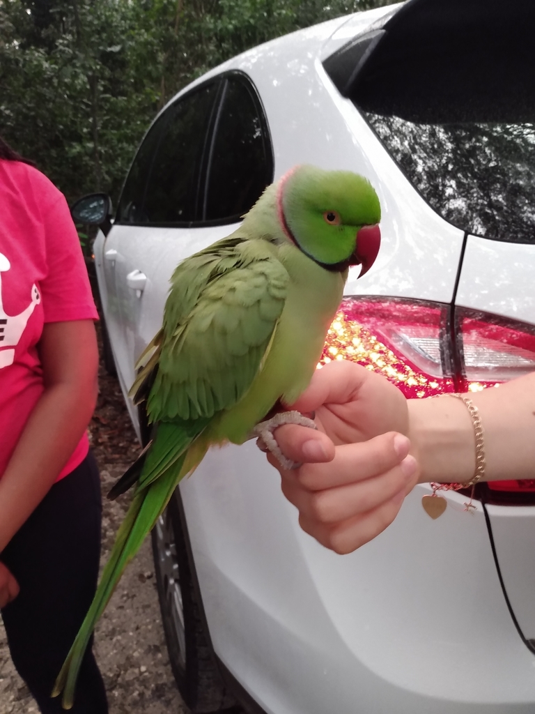 Rose-ringed Parakeet from Unnamed Road, Coral Gables, FL 33156, USA on ...