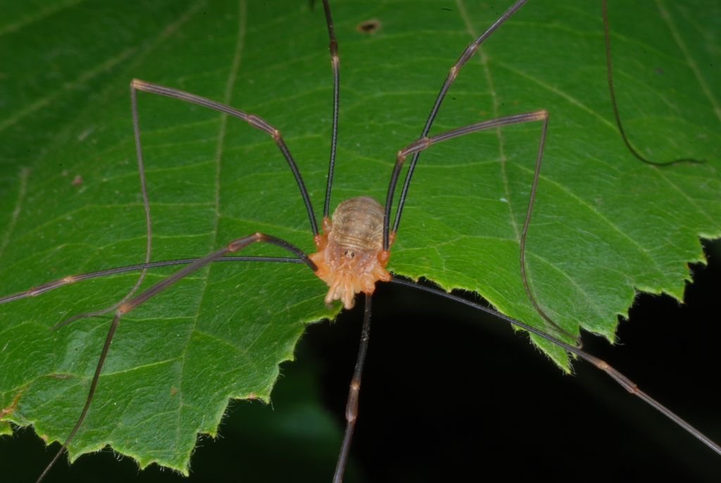 Araña patona (Urban Wildlife of Copenhagen ) · iNaturalist