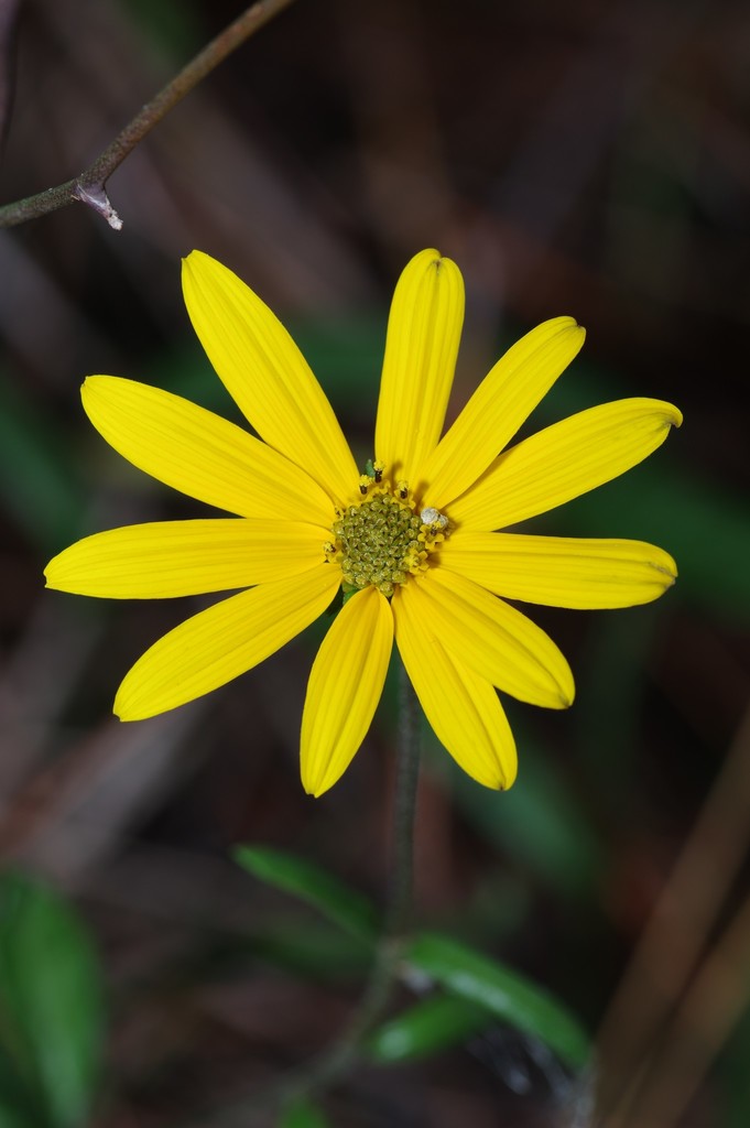 Florida Sunflower from Canaveral National Seashore, Merritt Island ...