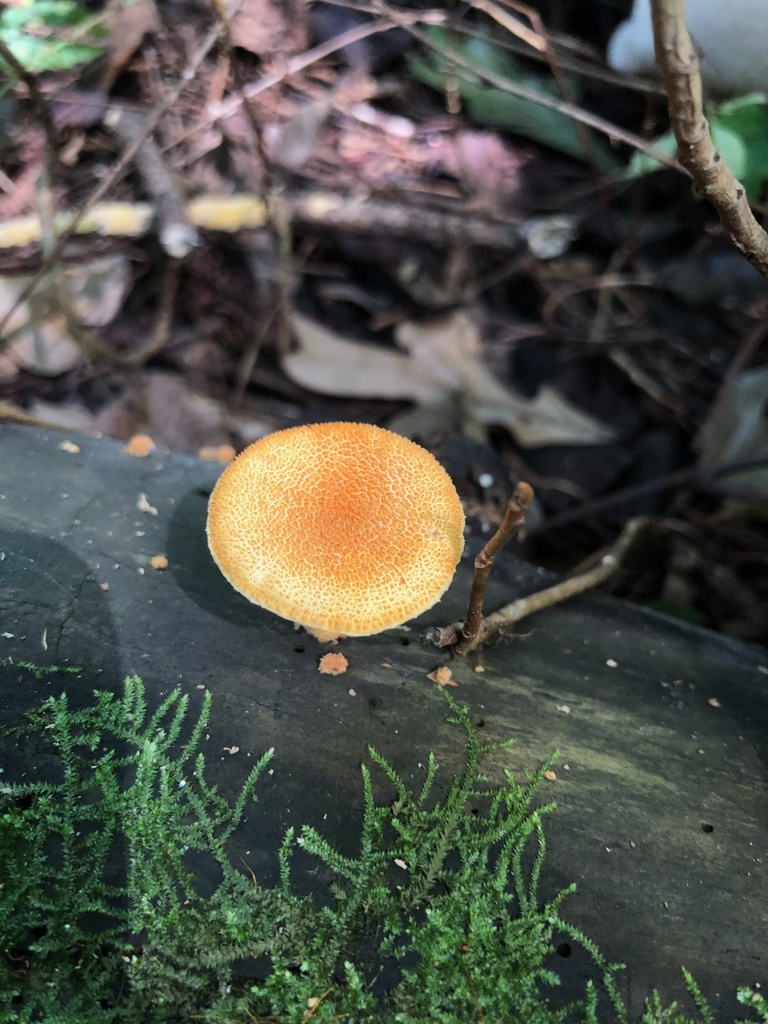 Common Gilled Mushrooms and Allies from Highlands/Perkins, Baton Rouge ...