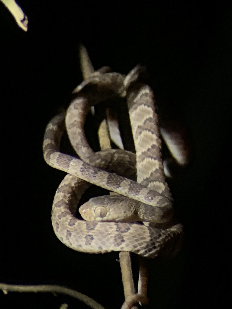 Central American Tree Snake from Liberia, Guanacaste, CR on February 18 ...