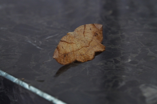 género Endropiodes · NaturaLista Colombia