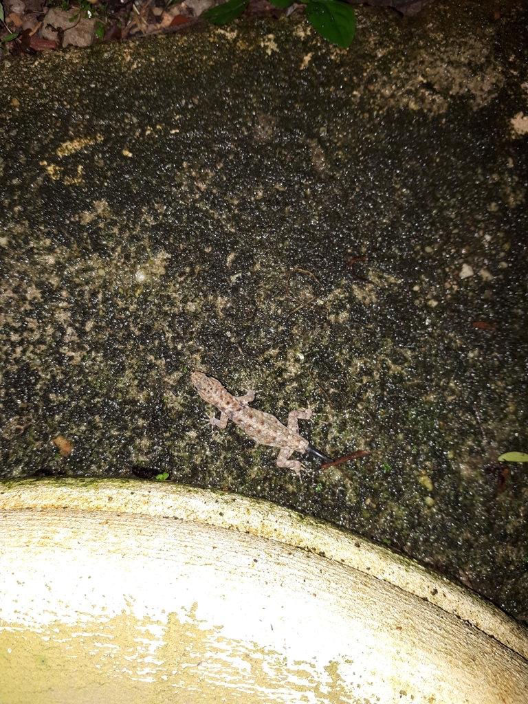 Wiegmann's Striped Gecko from Chaguanas, TT on November 21, 2020 at 11: ...