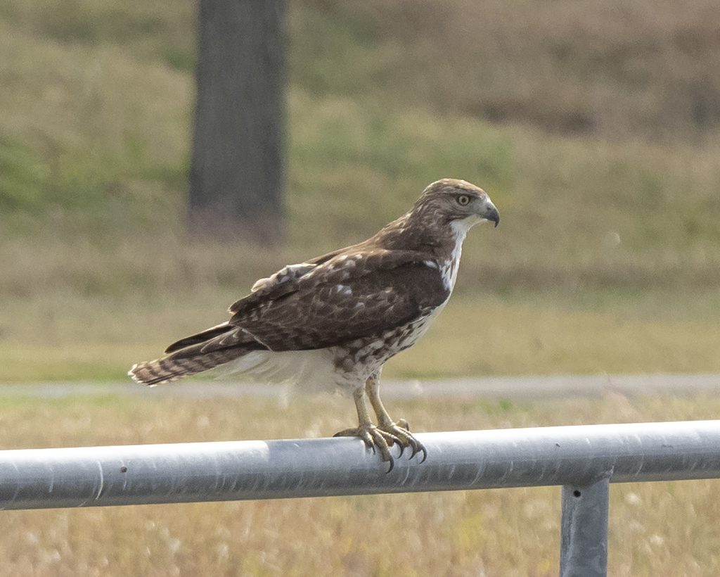 Red-tailed Hawk from 5901 Los Rios Blvd, Plano, TX 75074, USA on ...