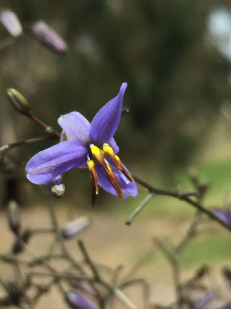 Blueberry Lily from Broadhurst Avenue, Reservoir, VIC, AU on November ...