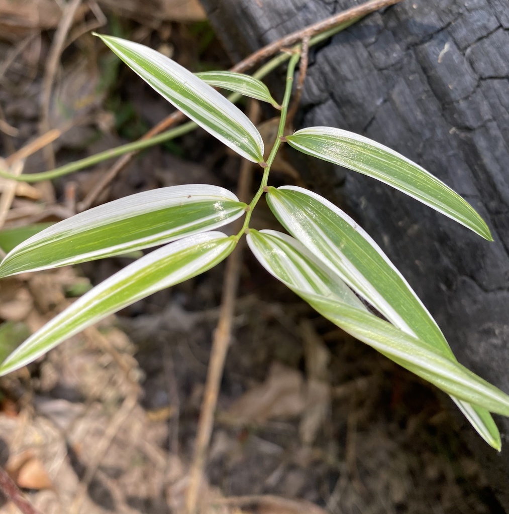 Climbing Lily from Oxenford-Maudsland, Maudsland, QLD, AU on November ...