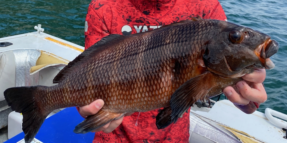 Banded Morwong from New South Wales, Australia on November 22, 2020 at ...