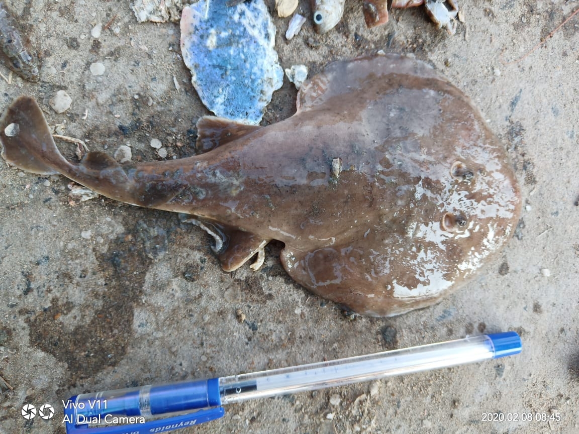 Narcine timlei (Bloch & Schneider, 1801)