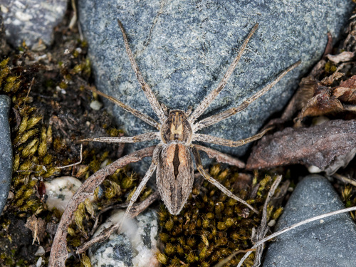 Thanatus pictus · iNaturalist