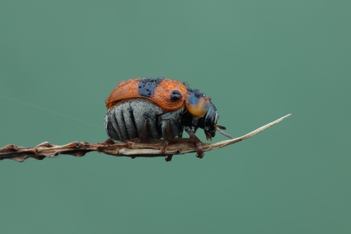 Aspidolopha buquetii · iNaturalist