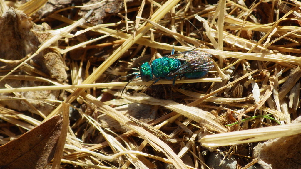 Hedychrum from Spokane, Washington, United States on August 14, 2014 at ...