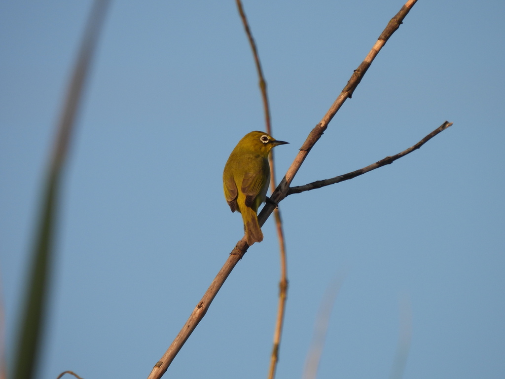 Zosterops simplex simplex from 545台灣南投縣埔里鎮埔里 on November 22, 2020 at 04 ...