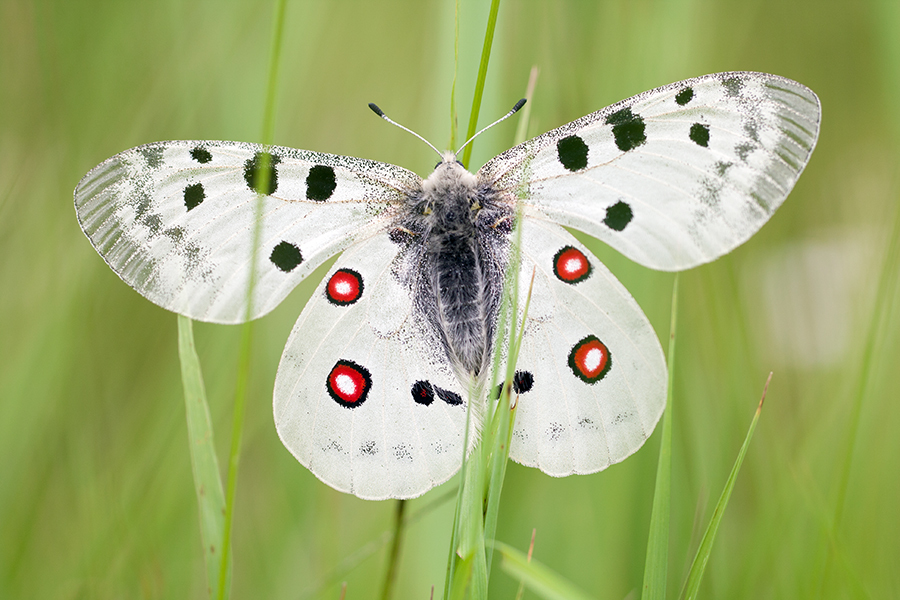 Apollo in July 2012 by Tatyana Zarubo · iNaturalist
