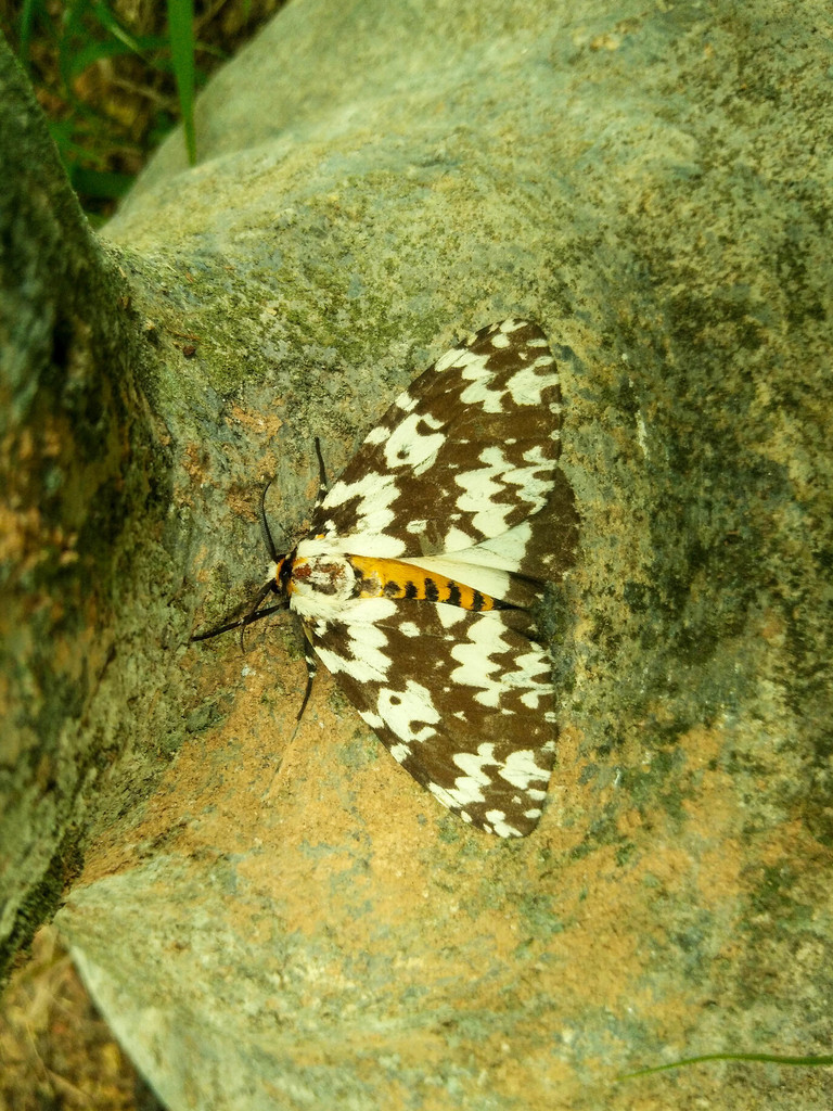 Lymantria fuliginosa from Ja-Ela, Sri Lanka on May 10, 2020 at 02:53 PM ...