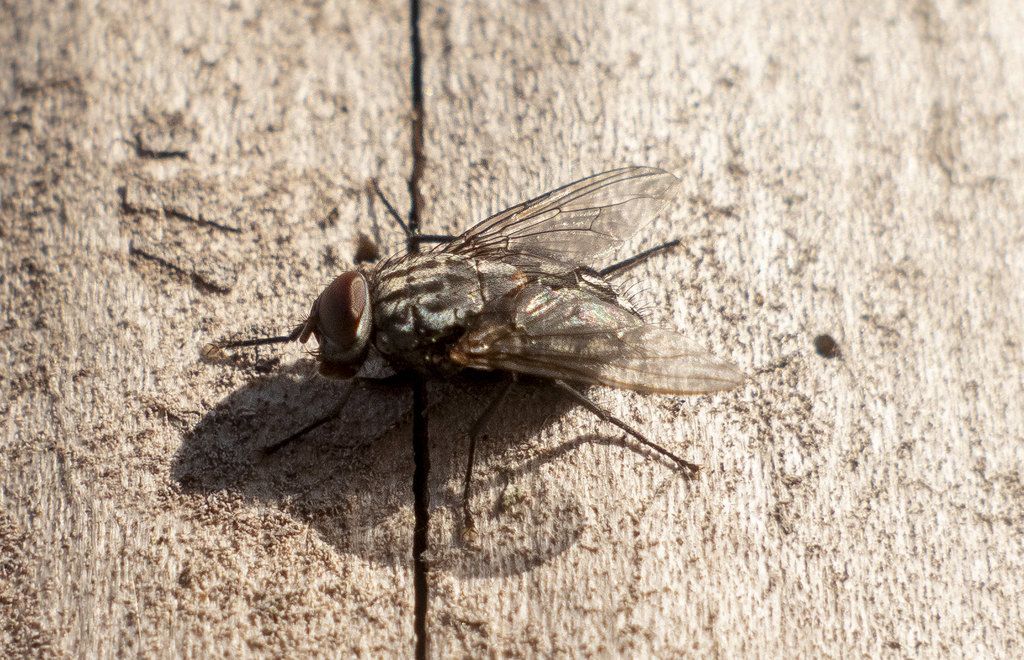 False Stable Fly from Central Macedonia, Greece on November 22, 2020 at ...