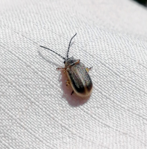 Tricholochmaea decora · iNaturalist