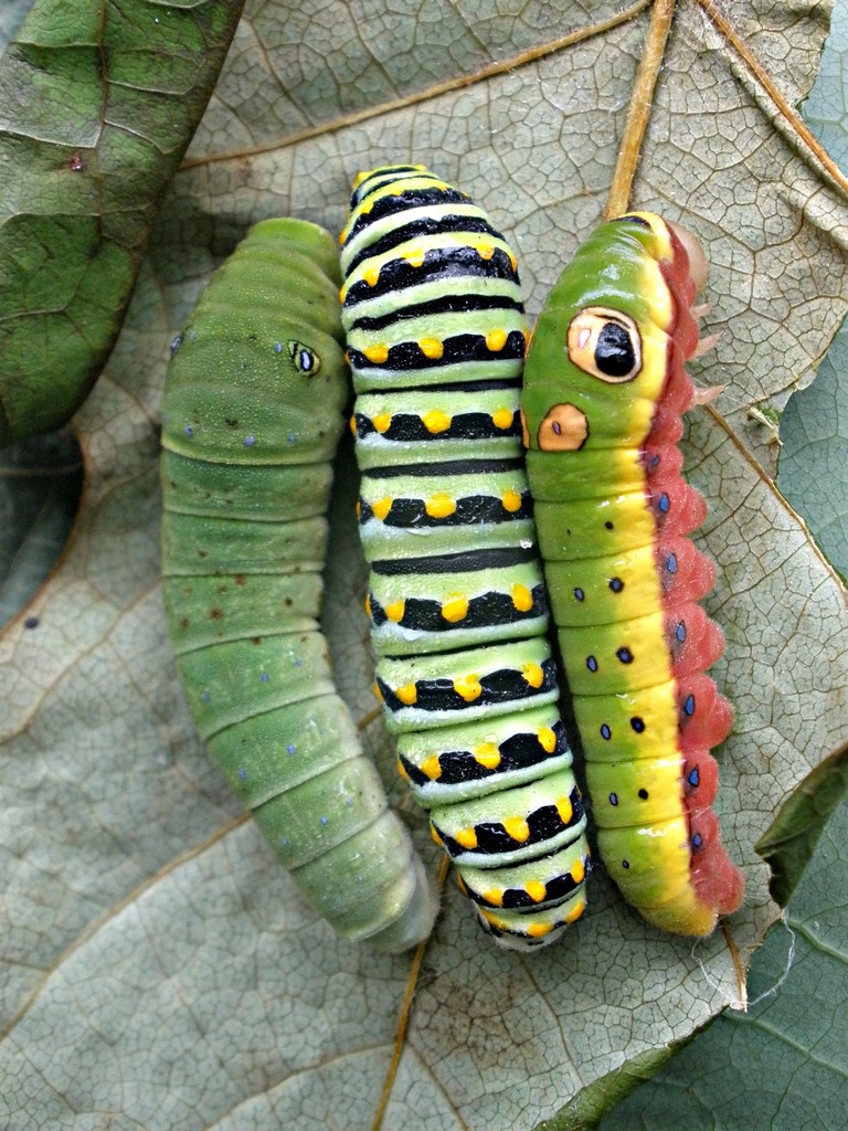 Black Swallowtail from 790 riverside drive on September 15, 2017 by ...