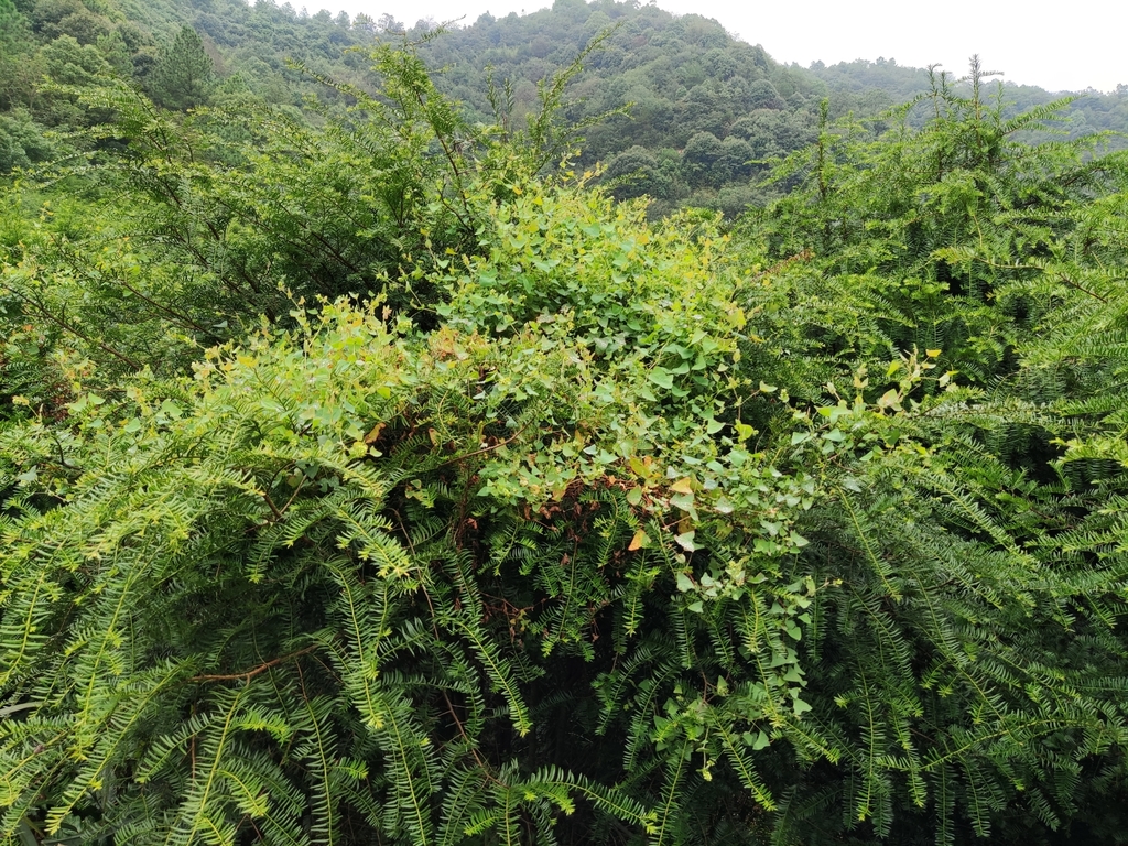 Himalayan Yew (Taxus wallichiana) - Botanical Realm