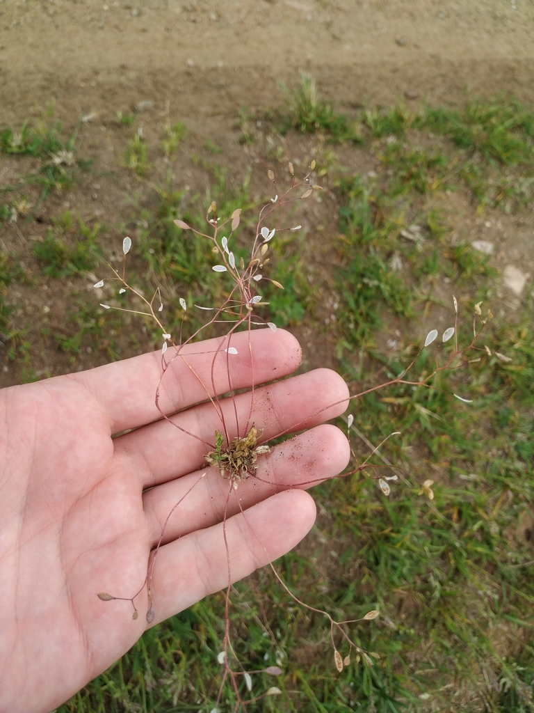Common Whitlowgrass from оз. Стерж, Осташковский р-н, Тверская обл ...
